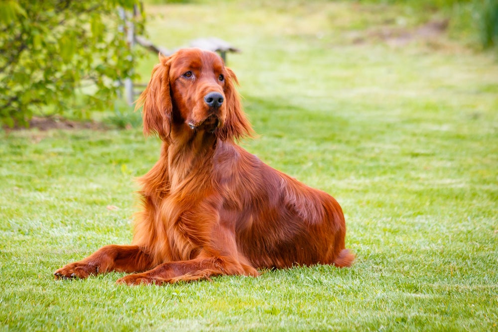 Dog Names WoofWeekly Dog Names Dog Names Woof 2 dog-names-woofweekly-dog-names-dog-names-woof-2
